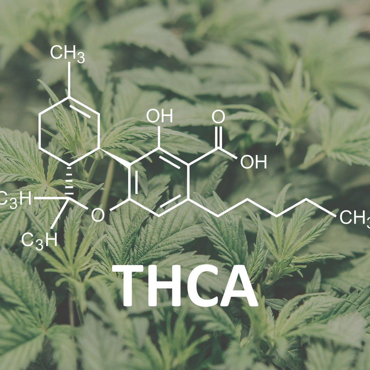 THCA in the Crosshairs: What Florida Consumers Should Know as States C ...